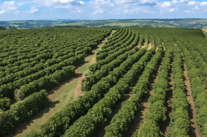 Café brasileiro: onde são produzidos os melhores? - JFP Notícias